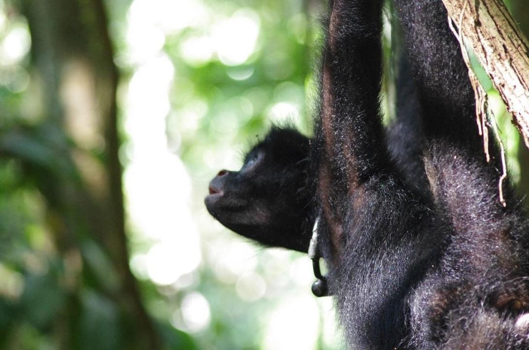 Vrijwilligers maken vooruitgang op het vrijlatingsproject met Peruaanse ...